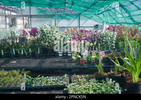 A large selection of Orchids in full bloom, growing in a commercial ...