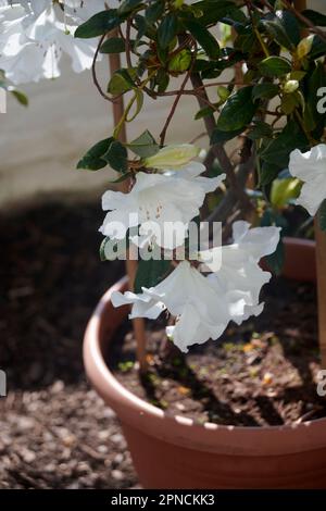 Rhododendron Fields White in full bloom, the plant was grown by Lord ...