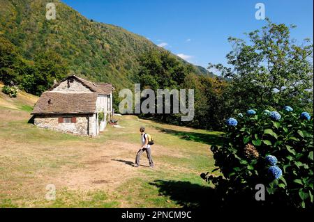 Alpe Vercio can be reached with a walk starting from the hamlet of ...