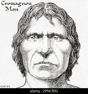 Homo Sapiens Sapiens. Modern human. Skull Stock Photo - Alamy