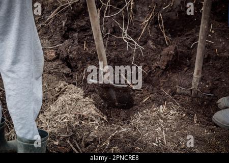 Farmers dig up compost. Fertilizing the garden with soil obtained after ...