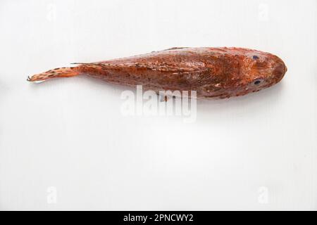 Saltwater benthic fish, the redfish, populates warm temperate seas and ...