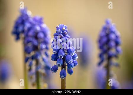 Brighton, April 16th 2023: Grape Hyacinth in a Brighton garden Stock ...