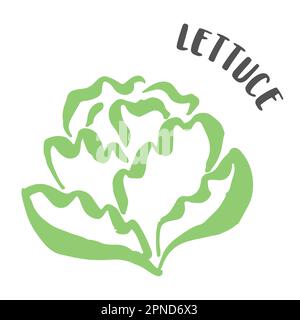 Lettuce drawing hand painted with ink brush isolated on white ...