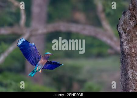 Indochinese roller in flight Stock Photo - Alamy