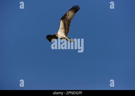 Osprey in flight over lake Stock Photo - Alamy
