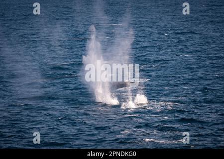 Gunners onboard HMCS Margaret Brooke and other nearby ships use a ...