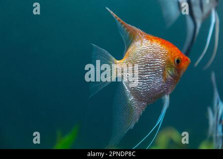 Angel fish also known as Pygmy angelfish, are a popular species of ...