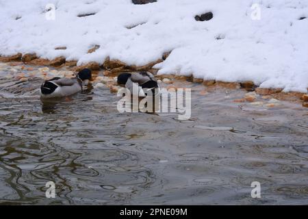 Ducks swimming at lake in snowy winter Stock Photo - Alamy