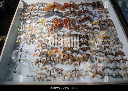 Biologist John Palting shows a collection of stuffed moth insects he ...