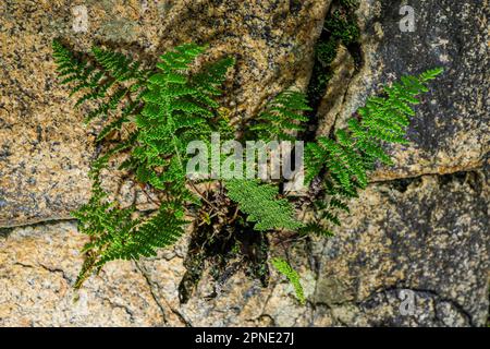 elect. ferns pinnate vascular plants with circinate prefoliation ...