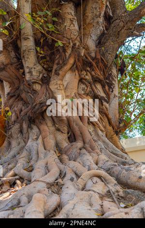 bodhi tree, pippala tree, peepul tree, peepal tree, pipal tree ...