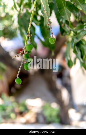 Baby raw mangoes that are still in the bloom stage but will soon be ...