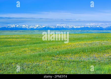 vast prairie and crazy mountains near harlowton, montana Stock Photo ...