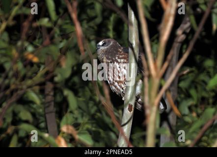 Southern Boobook (Ninox boobook boobook) adult perched on branch at ...