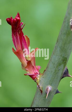 Close up of the rose buds of Rosa 'Crimson Shower' showing signs of ...