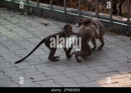 monkey at Bannerghatta national park Bangalore playing in the zoo ...