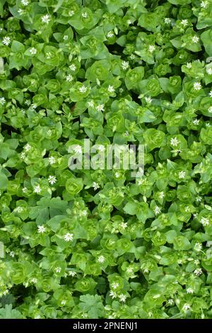 In the spring, Stellaria media grows in the wild Stock Photo - Alamy