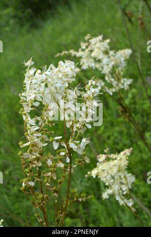In the wild, Filipendula blooms in the meadow among the grasses Stock ...