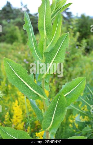 Agriculture - Weeds, Prickly Lettuce (Lactuca serriola) aka. China ...