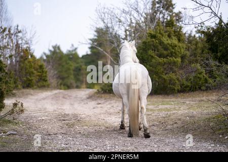 Estonian native horse (Estonian Klepper) walking in the coastal meadow ...