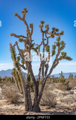 Old Joshua Tree in the Mojave National Preserve Stock Photo - Alamy