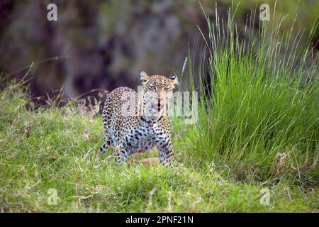 leopard (Panthera pardus), leopardess ranging through her territory ...