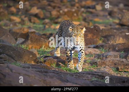 leopard (Panthera pardus), leopardess ranging through her territory, front view, Kenya, Masai ...