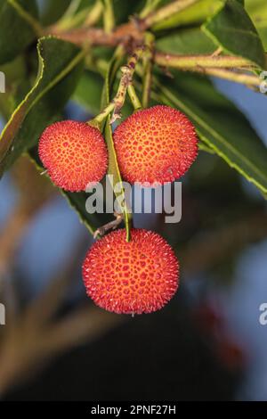 Strawberry tree (Arbutus unedo). The fruits (red berries) are edible ...