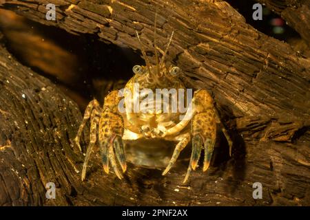 Spinycheek crayfish (Orconectes limosus) in Cher river- city of Couffy ...
