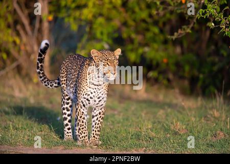 leopard (Panthera pardus), leopardess, front view, Kenya, Masai Mara National Park Stock Photo ...
