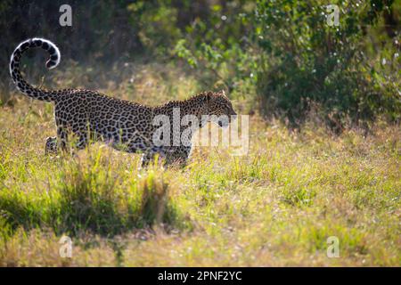leopard (Panthera pardus), leopardess ranging through her territory ...