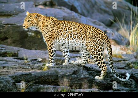 leopard (Panthera pardus), leopardess ranging through her territory ...