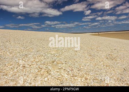 Pile of seashells mainly from cockle made out the beach aptly named ...