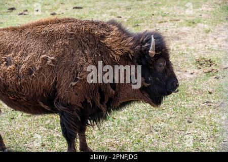 American Bison in the field of Terry Bison Ranch, Wyoming Stock Photo ...