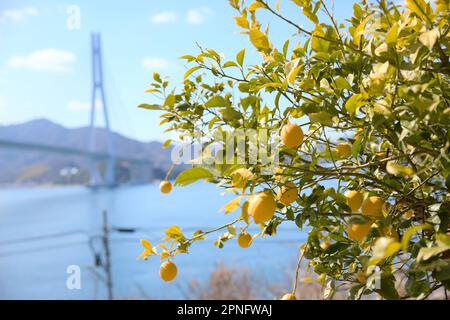 Lemon in Setouchi, Japan Stock Photo - Alamy