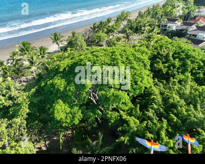 Scarlet Macaws in flight at the beach - Red Lapas - Guacamayas in Costa ...