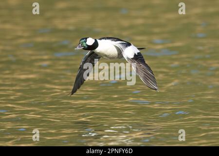 Female Bufflehead Duck Flying Low Over the Still Pond Waters Stock ...