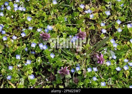 Lamium blooming in spring Stock Photo - Alamy