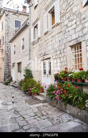 Plants in pots in the street near the florist shop entrance Stock Photo ...