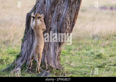 Lion (Panthera leo), stretching against a tree, Masai Mara Naitional ...