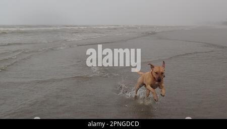 Staffy cross puppy running on the beach on a grey rainy day Stock Photo ...