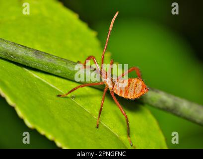 Leaf-footed bug (order Hemiptera). These bugs have enlarged hind legs ...