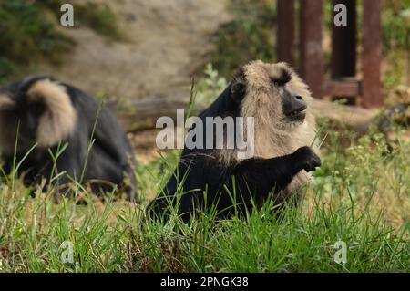 The lion-tailed macaque, also known as the wanderoo, is an Old World ...