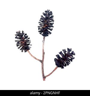 Black alder cones. Branch of black alder Alnus glutinosa, with mature ...