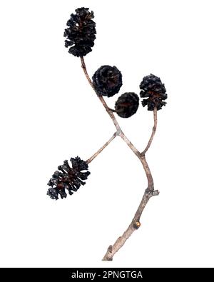 Black alder cones. Branch of black Alder Alnus glutinosa, with mature ...