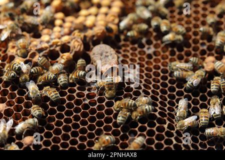 the royal cell hatched by the queen bee Stock Photo - Alamy