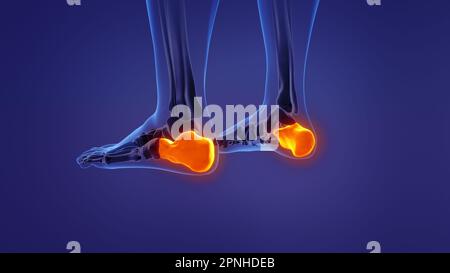Anatomy of the human calcaneus Stock Photo - Alamy