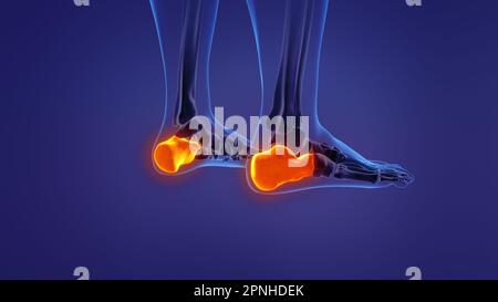 Anatomy of the human calcaneus Stock Photo - Alamy