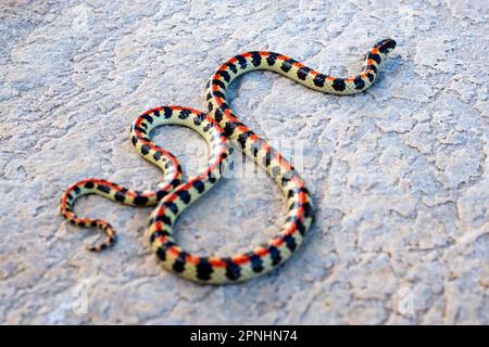 A Spotted Harlequin Snake, a venomous fossorial species from South ...